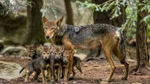 America’s Top Endangered Mammals—and Ways You Can Make a Difference ...