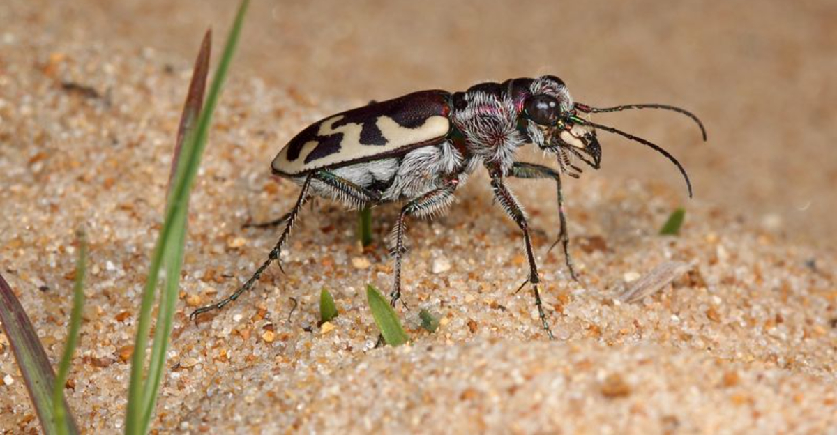 Australian tiger beetle: This Tiny Beetle Runs Faster Than You Can ...