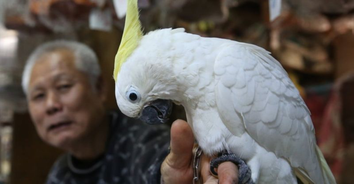 Brilliant Birds: 10 Pet Parrots Known for Their Intelligence ...