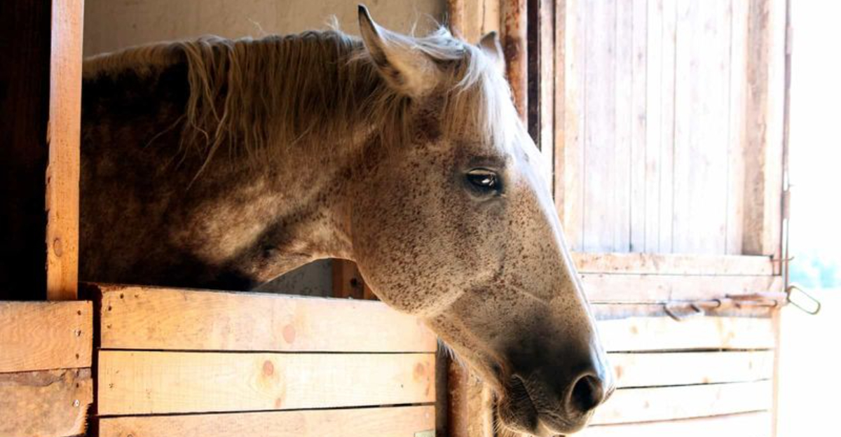 Can Horses Feel Depression? What a Surprising New Test Reveals ...