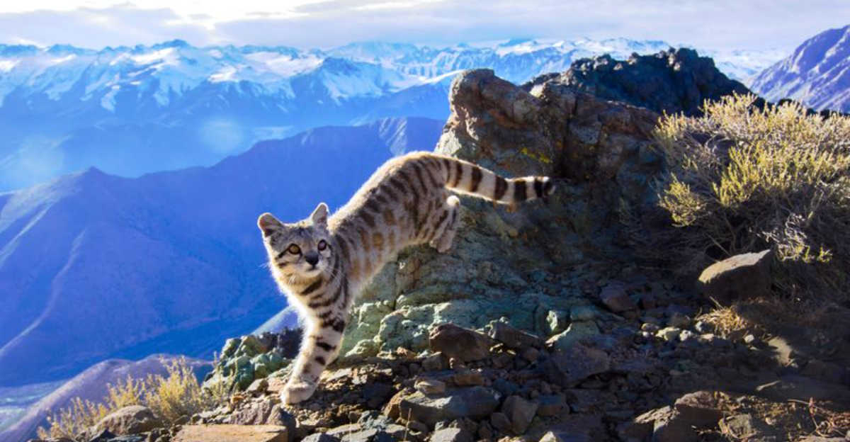 Discover 10 Incredible Facts About the Andean Mountain Cat - Exploring ...