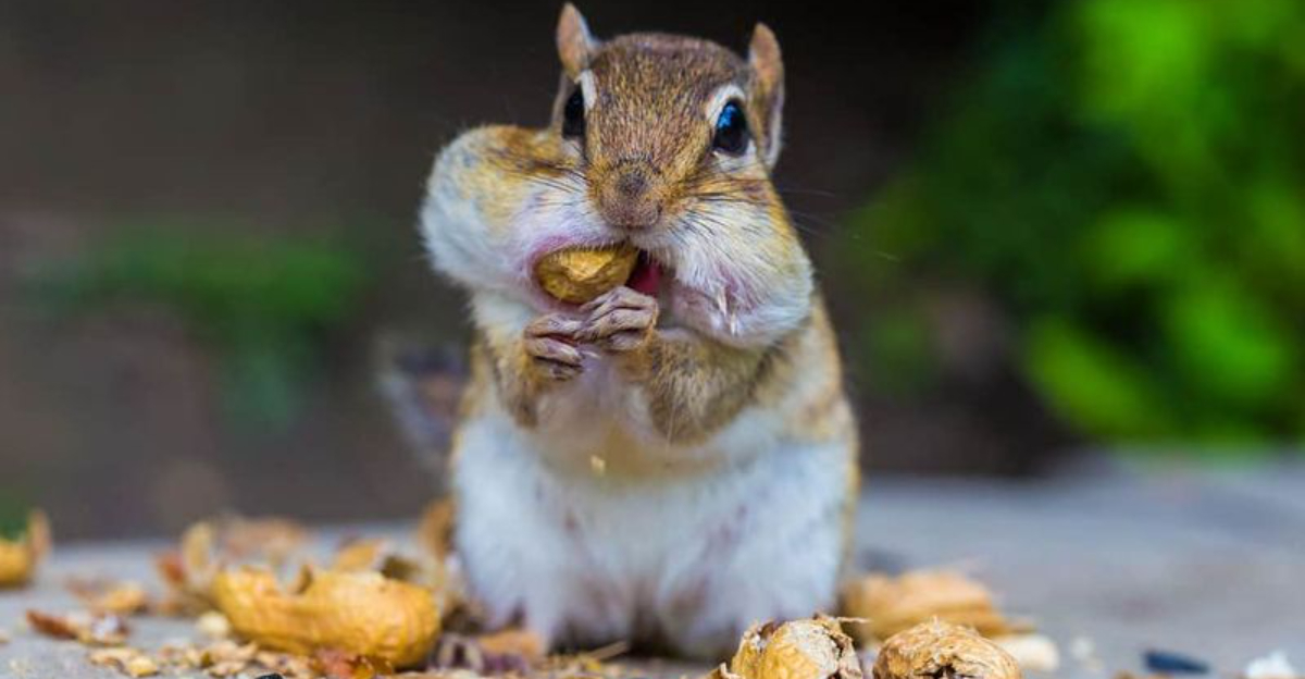 Everything You Didn’t Know About Chipmunk Teeth—And Why They Matter ...