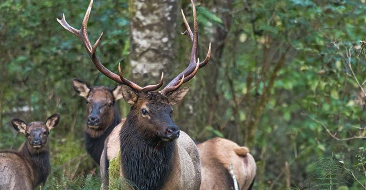 From Forest to Shore: 15 Iconic Animals of Olympic National Park - Exploring Animals