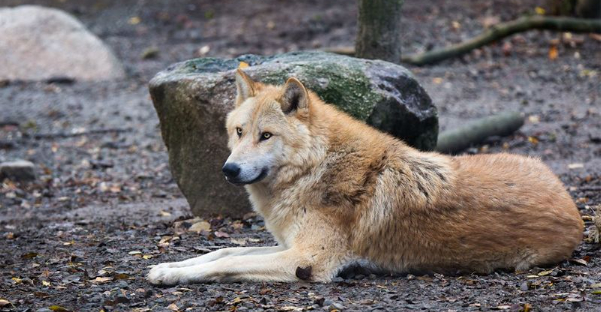 From Moose to Mink: 25 Animals Found in Minnesota's Wild - Exploring ...