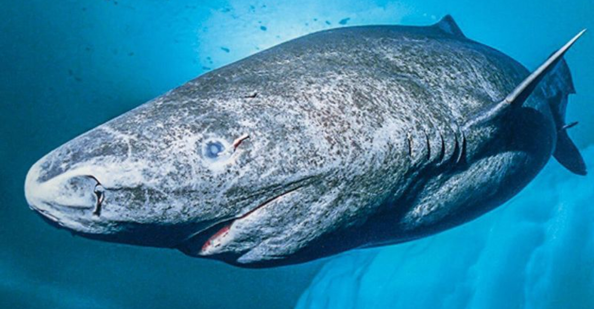 Here’s How Long These 18 Animals Really Live - Exploring Animals