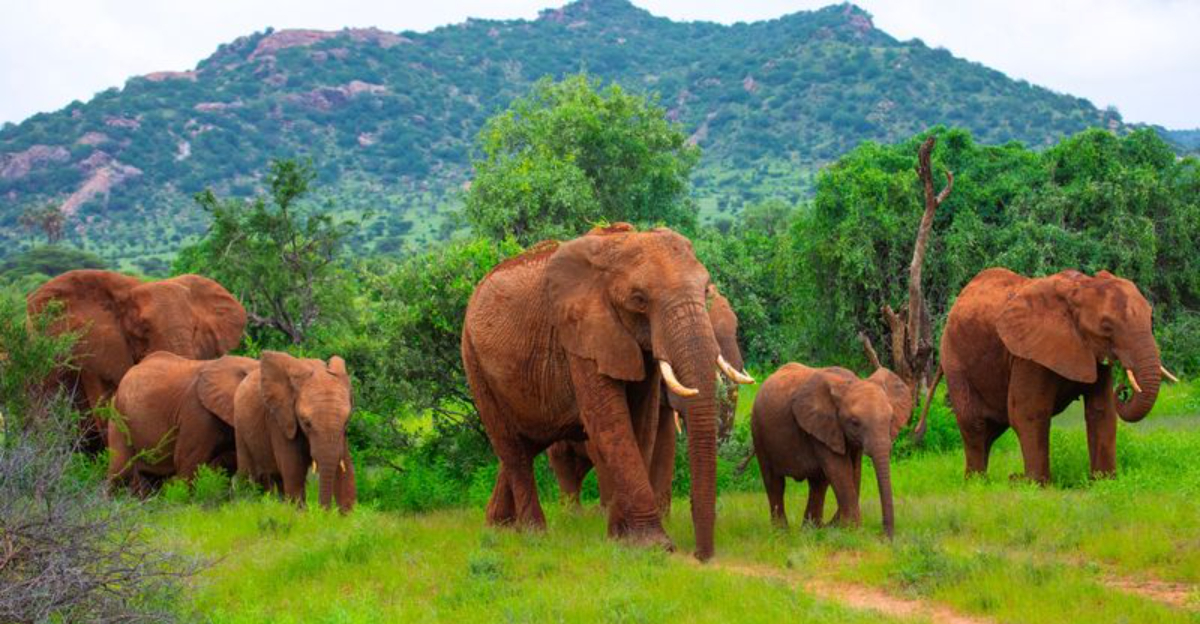 How Elephants Outsmart Nature: The Secret to Their Energy-Saving Travel ...