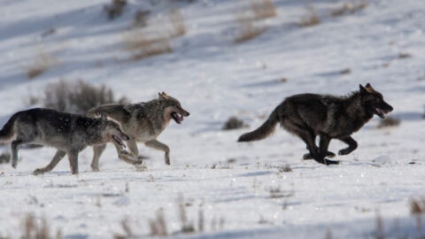 How Wolves in Yellowstone Reshaped the Land—And Sparked a Scientific ...