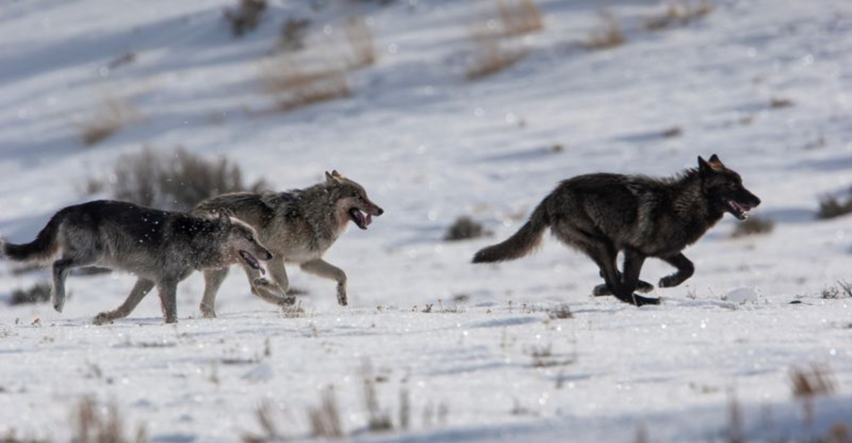 How Wolves in Yellowstone Reshaped the Land—And Sparked a Scientific ...