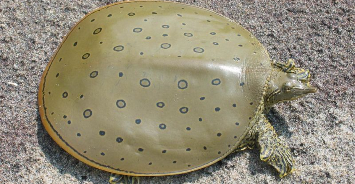Meet 12 Wild Turtles With Amazing Superpowers You’ve Never Heard Of ...