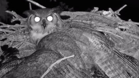 Meet 14 Animals That Use Darkness as a Superpower - Exploring Animals