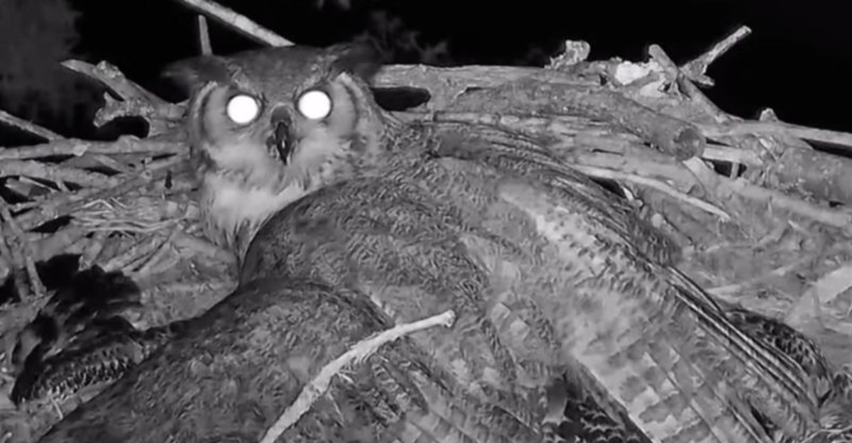 Meet 14 Animals That Use Darkness as a Superpower - Exploring Animals
