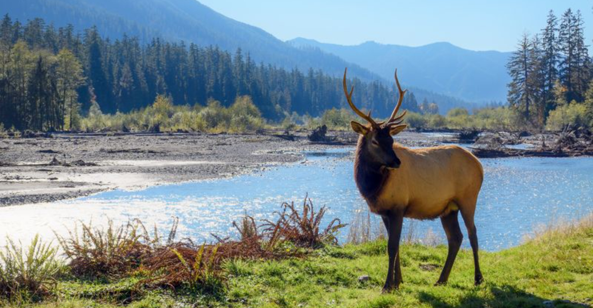Meet 15 Incredible Animals of North Cascades National Park - Exploring ...