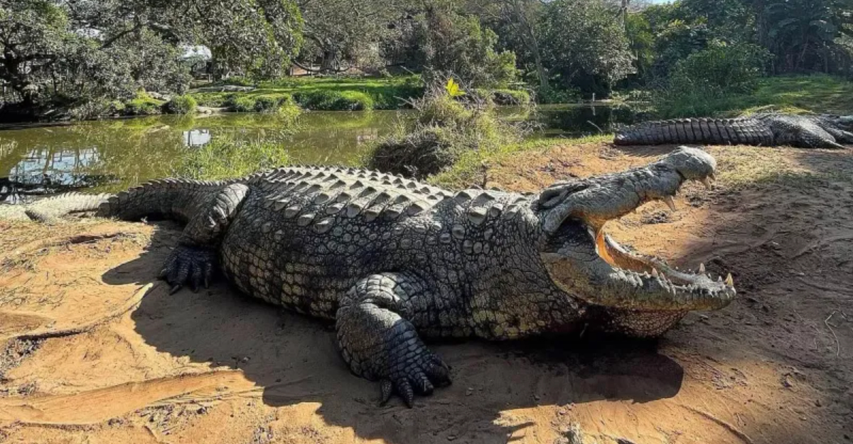 Meet Henry, the 121-Year-Old Crocodile Who’s Still Alive—and Still ...
