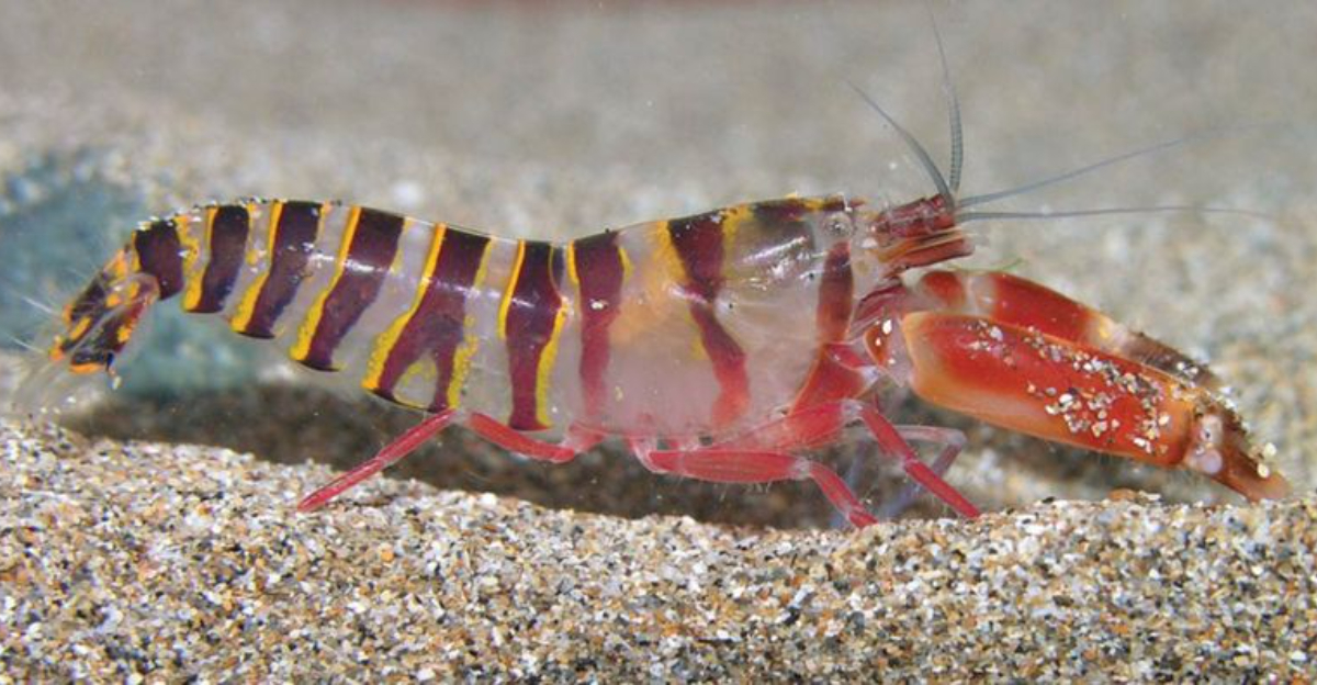 Meet the Pistol Shrimp: The Tiny Sea Creature With a Sonic Punch ...