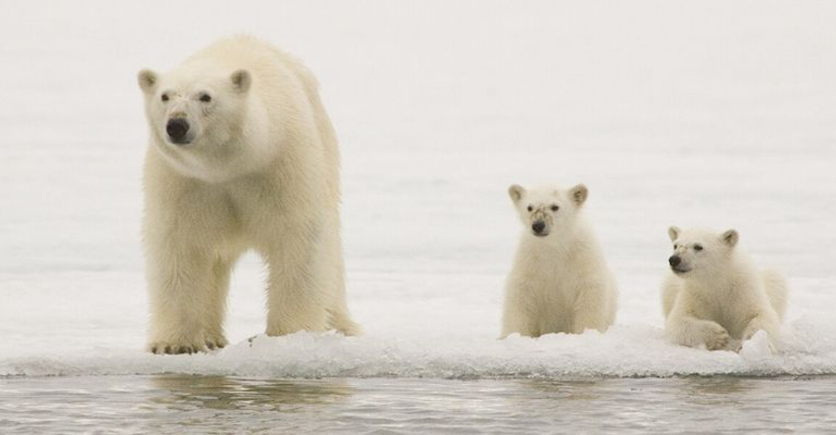 Nature’s Dark Side: 10 Animals That Practice Cannibalism - Exploring ...