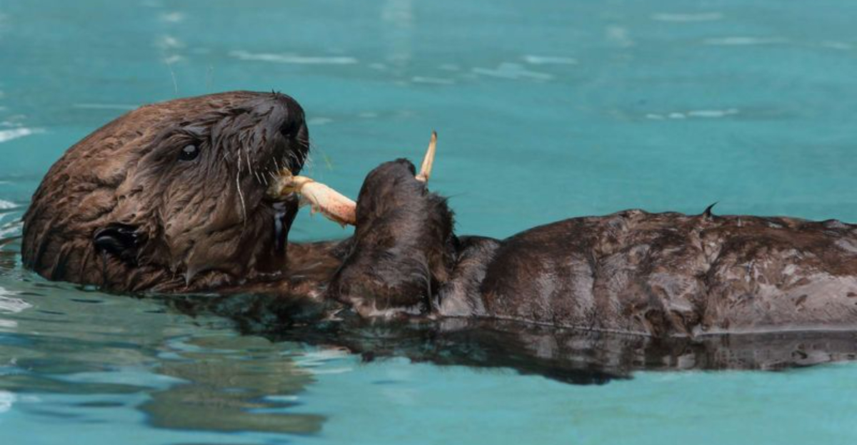 Once Nearly Wiped Out—These 15 American Animals Are Thriving Again ...