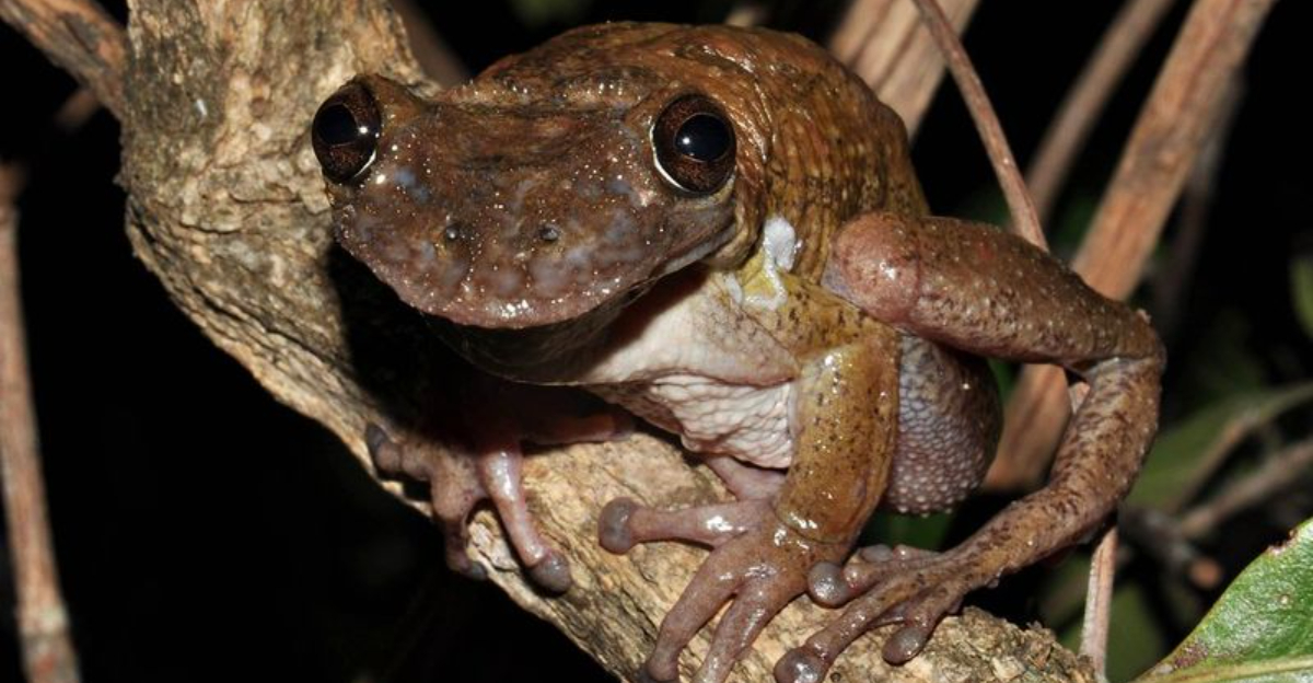 Only 2 Frogs in the World Are Venomous—And They’re Not Where You’d ...
