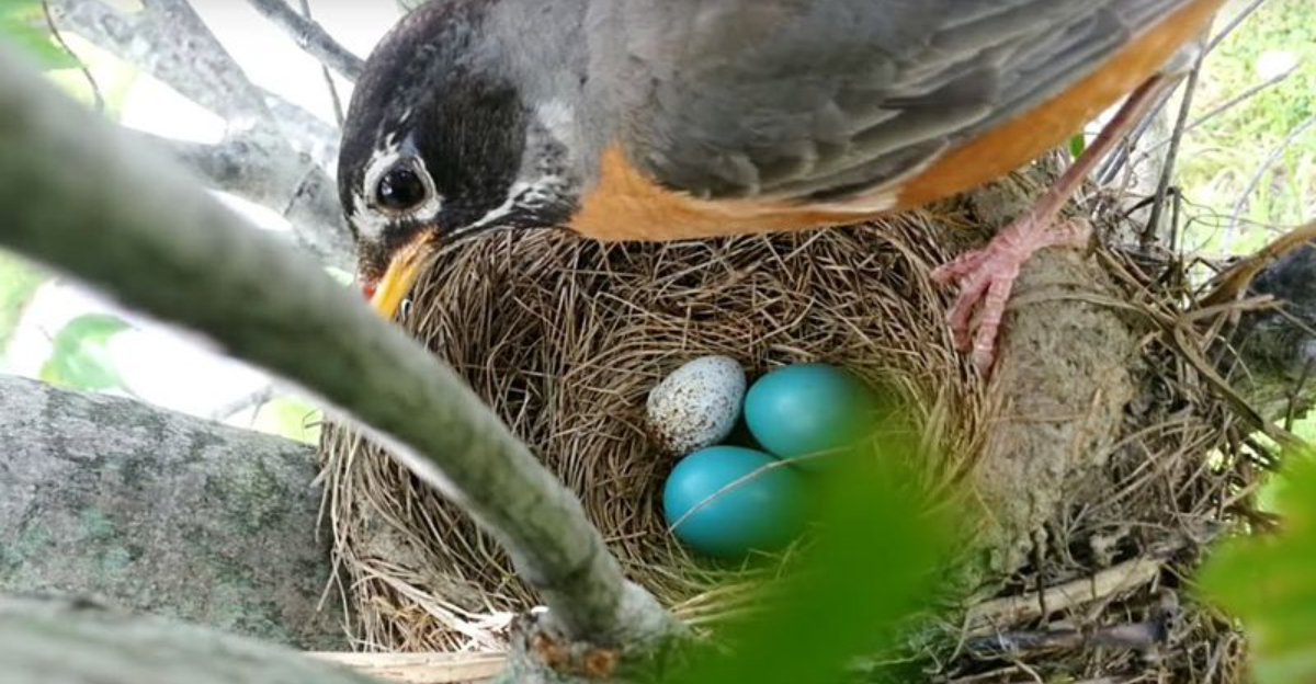 Parasitic Parenting: Birds That Lay Eggs in Others’ Nests - Exploring ...
