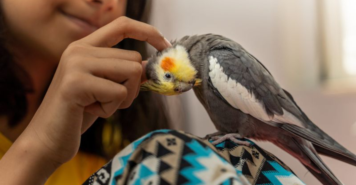Parrots as Pets: 6 Pros and 6 Cons Every Owner Should Know - Exploring ...