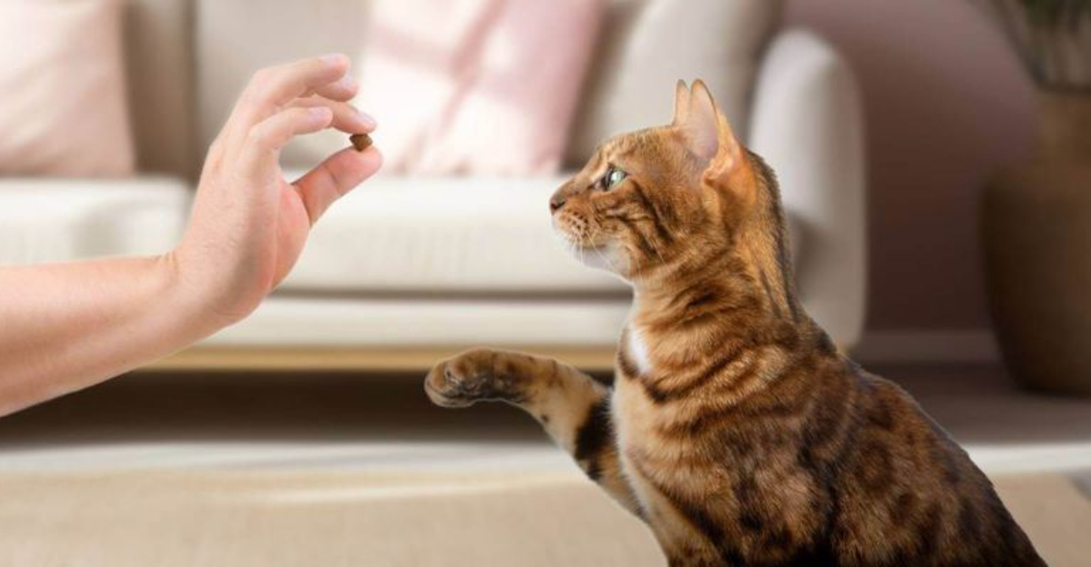Pet Experts Say: Avoid Cats as Your First Pet—Here’s Why - Exploring ...