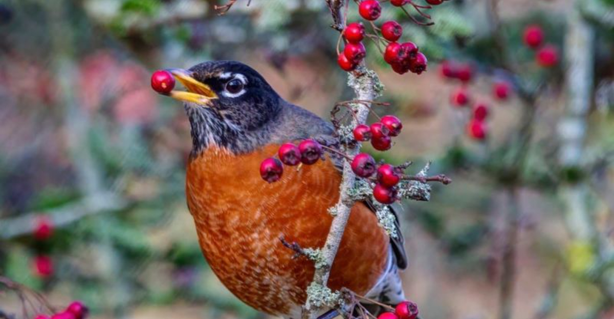 Robins Don’t Eat the Same Foods Year-Round—Here’s What Changes ...