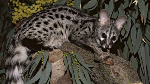 Silent Hunters of the Night: 12 Nocturnal Animals You’ve Never Heard Of ...
