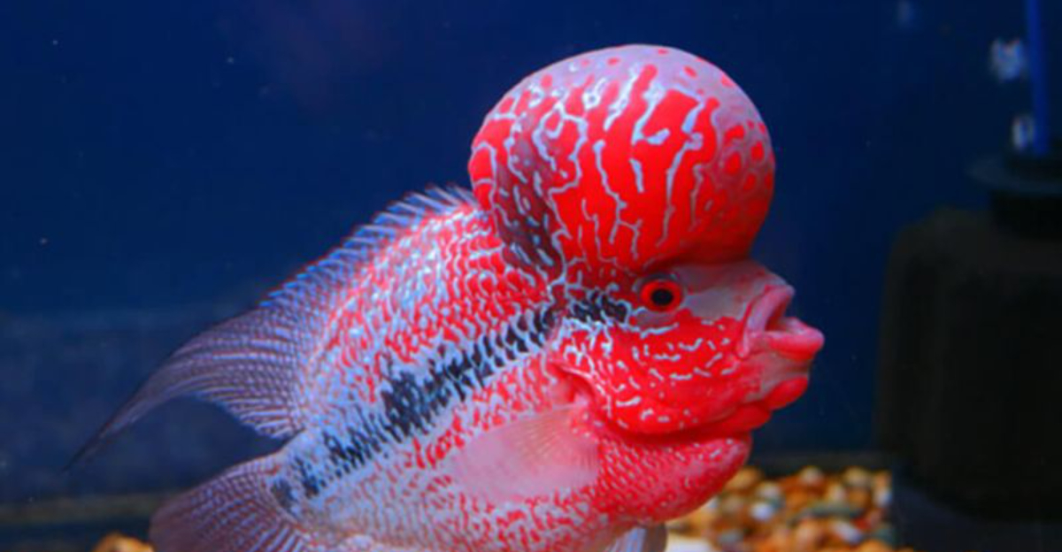 Strange Swimmers: 10 Hybrid Fish That Actually Exist - Exploring Animals