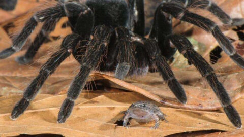 Tarantulas and Frogs: Nature’s Most Unexpected Power Duo - Exploring ...