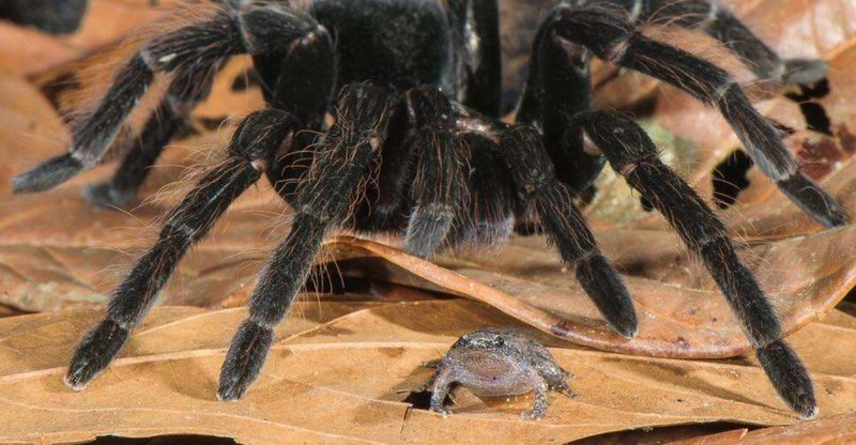 Tarantulas and Frogs: Nature’s Most Unexpected Power Duo - Exploring ...