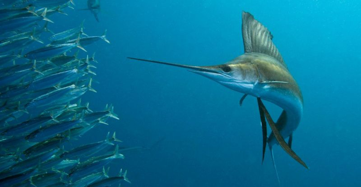 The Fastest Fish in U.S. Waters and the Secret Behind Its Speed ...