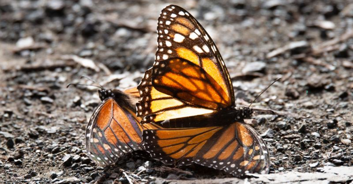 The Monarch Butterfly’s 3,000-Mile Journey—And the Shocking Obstacles ...