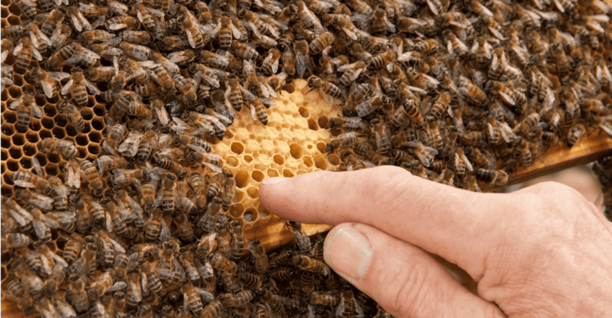 The Most Important Creature on Earth? If Bees Disappear, So Do We ...