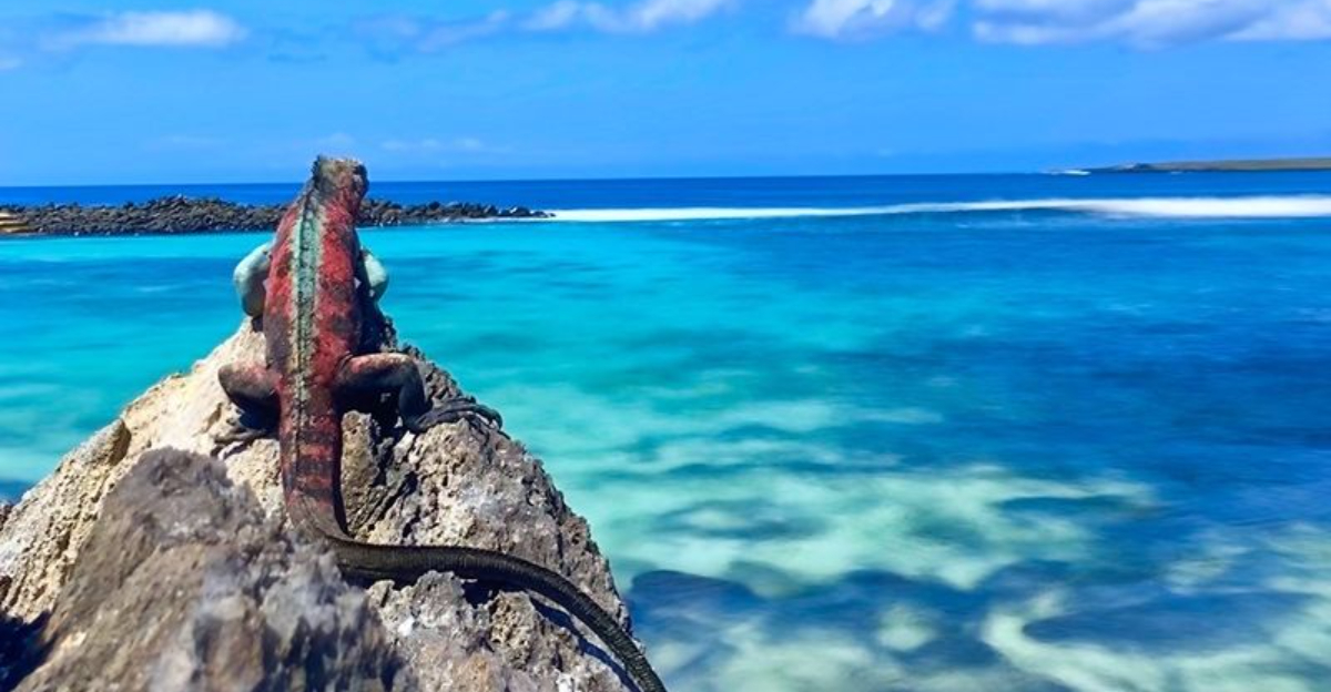 The Only Lizard That Swims: Fascinating Facts About the Marine Iguana ...