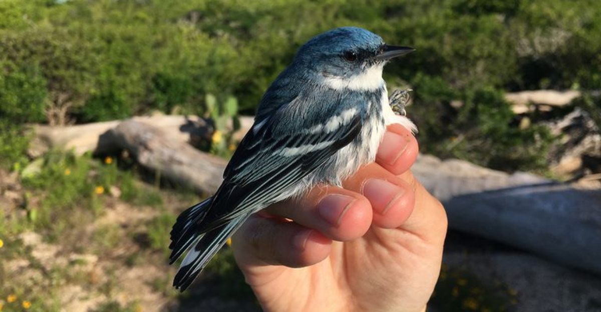The Shimmering Blue Bird That’s Turning Indiana Forests Into a ...