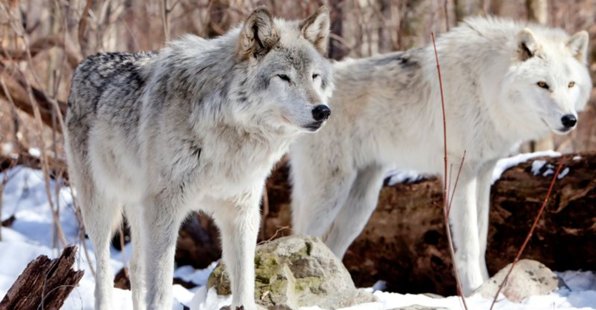 The World’s Heaviest Wolves: Discover Where These Massive Hunters Roam - Exploring Animals