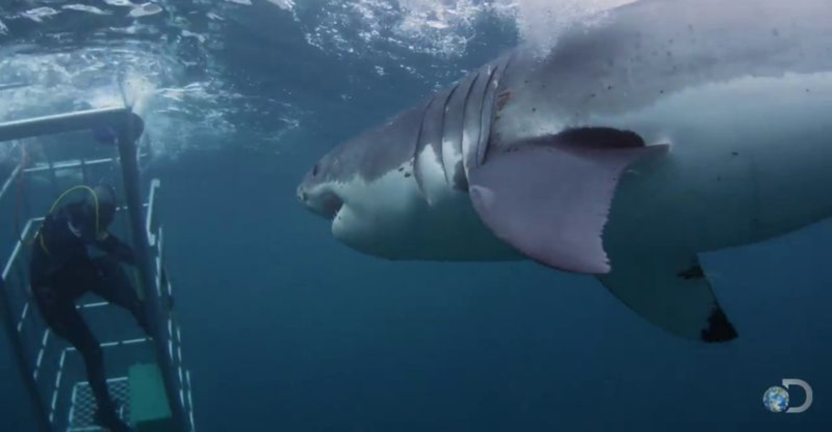 These 9 Animals Once Hunted Humans—And 6 Still Might Today - Exploring ...