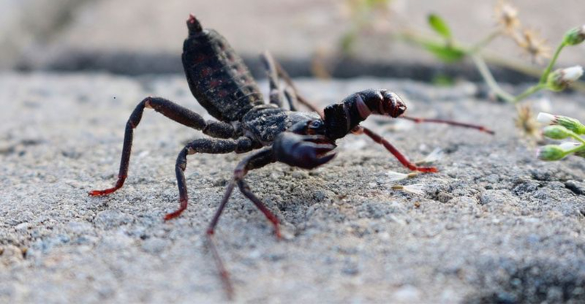 This Bizarre Bug Sprays Acid: 10 Wild Vinegaroon Facts - Exploring Animals