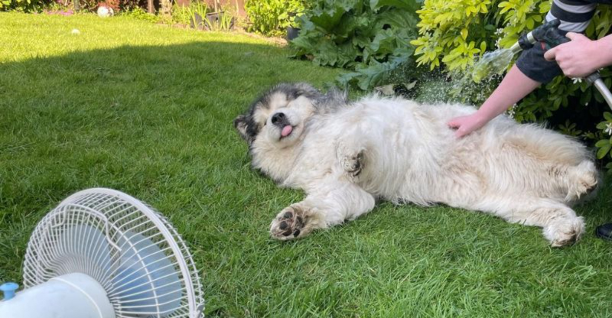 Too Hot for Fur: How to Protect Your Dog from Deadly Summer Heat ...