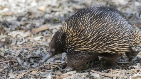 We Thought It Was Gone Forever—Then This Bizarre Egg-Laying Mammal ...