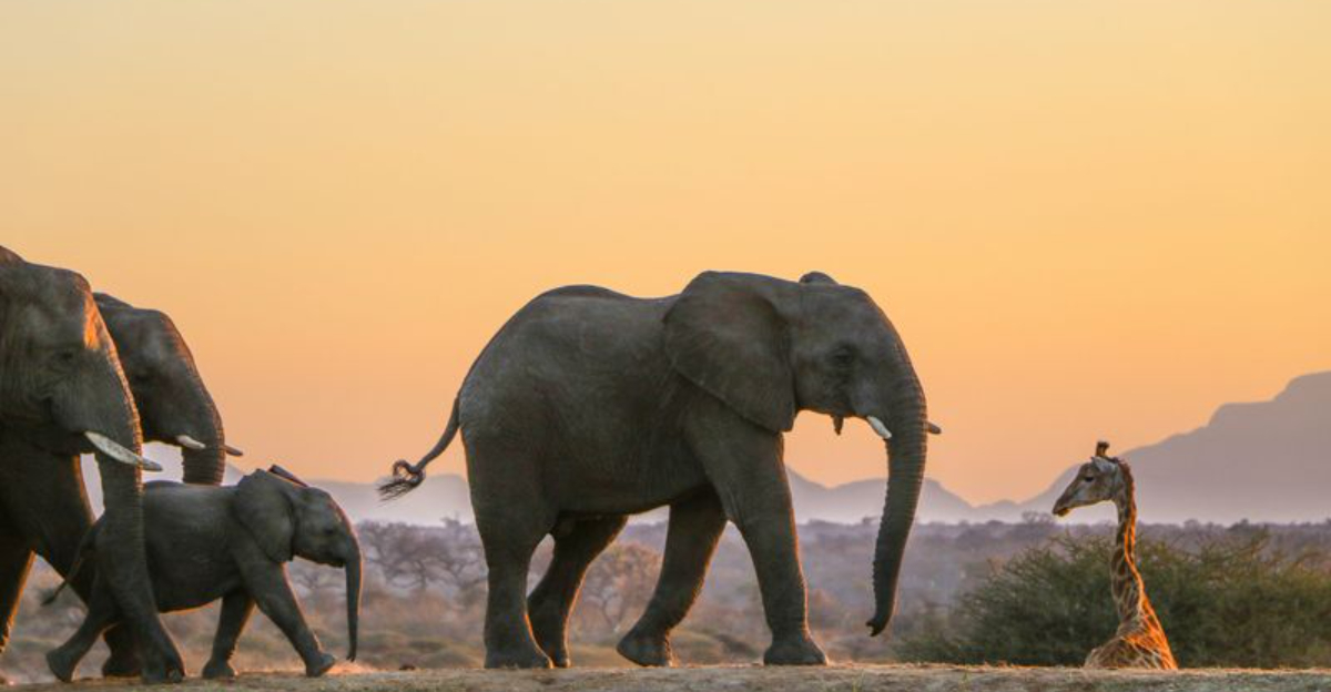 What Happens When We Lose Elephants—And 8 Incredible Ways They Hold ...