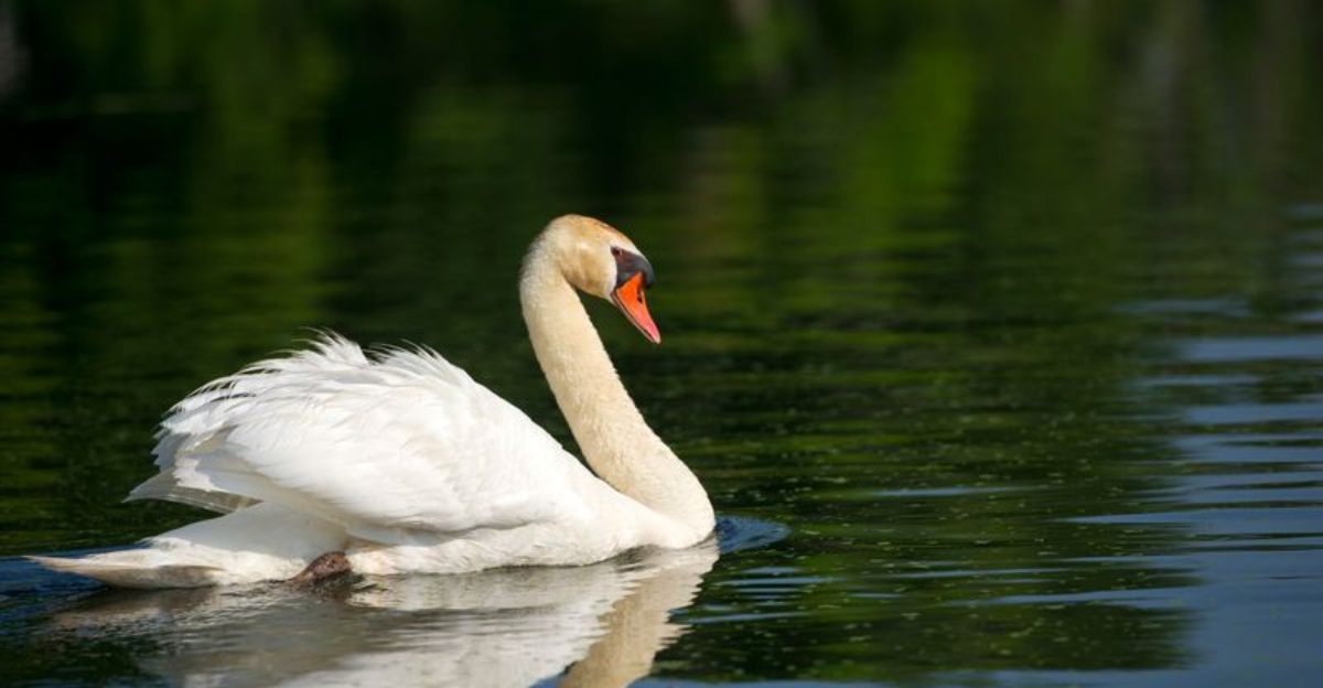 Whispering Wings: 10 of the Quietest Bird Species on Earth - Exploring ...