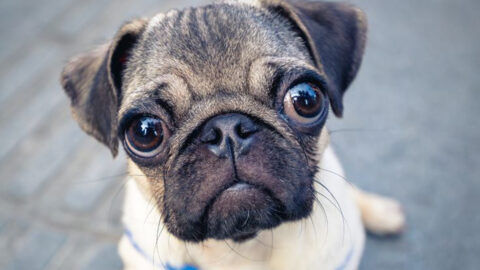 Why Are Flat-Faced Dogs So Popular? Meet the Top 15 Breeds! - Exploring ...
