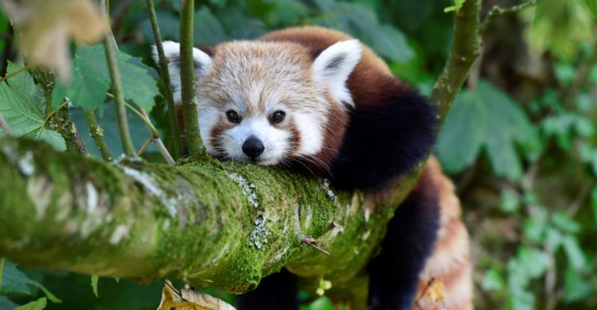 Why Red Pandas Are Vanishing Fast—and What’s Being Done to Save Them - Exploring Animals