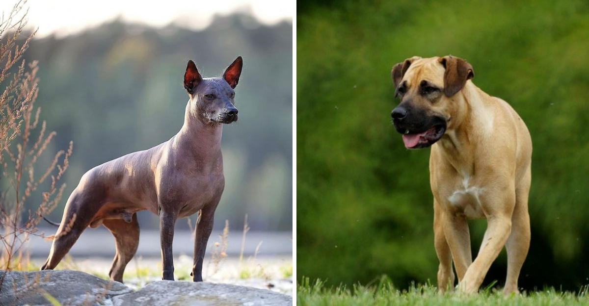 Why These 23 Dog Breeds Aren’t Cut Out for Typical Pet Life - Exploring ...