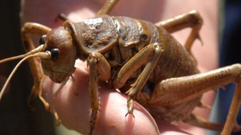 World’s Heaviest Insect: Inside the Life of the Giant Weta - Exploring ...
