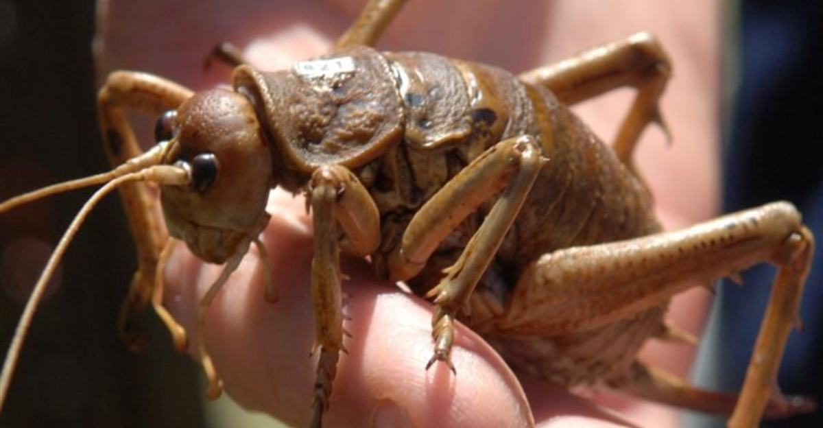 World’s Heaviest Insect: Inside the Life of the Giant Weta - Exploring ...
